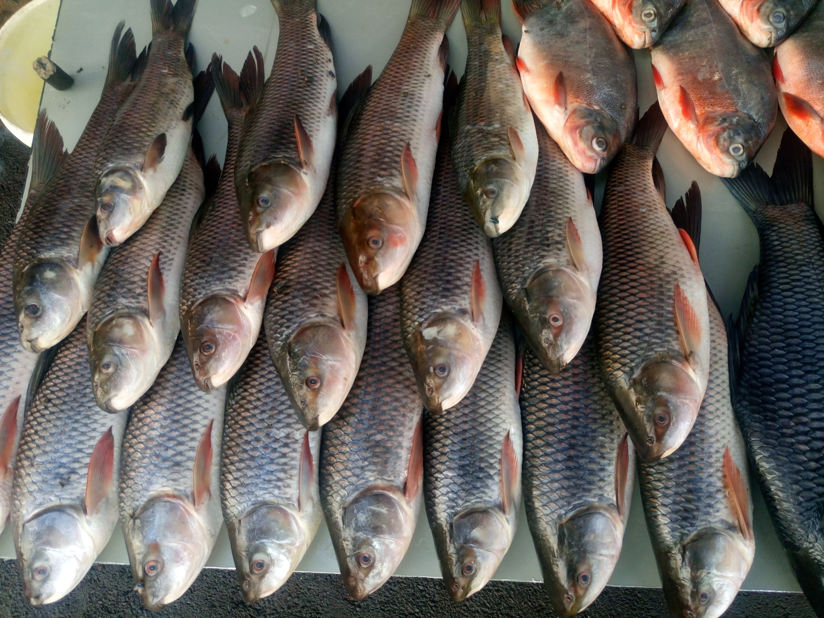 Sharanga Aqua Farms Pvt Ltd | Aquaculture in Bhimavaram & Palakollu