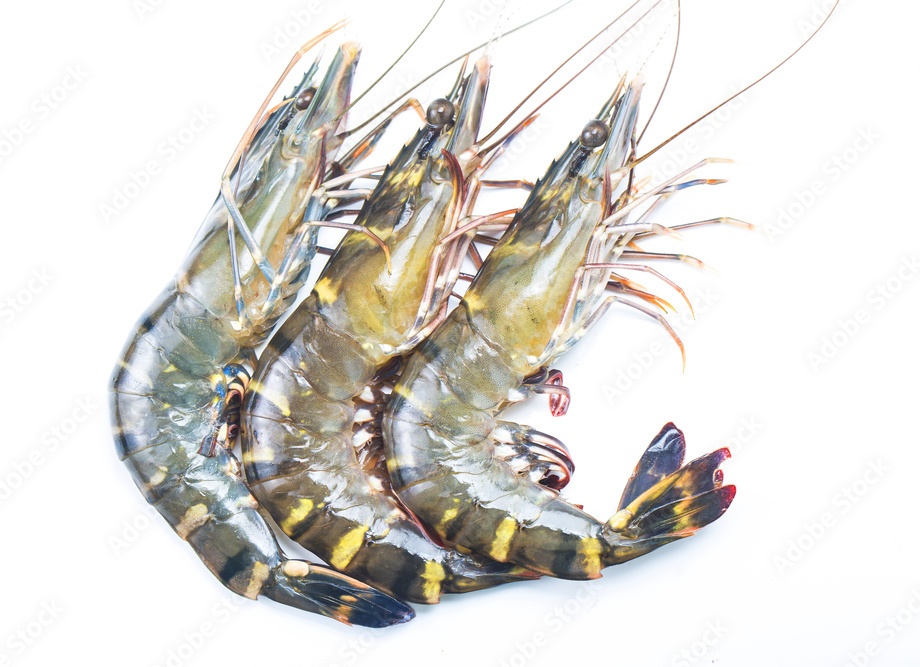 Sharanga Aqua Farms Pvt Ltd | Aquaculture in Bhimavaram & Palakollu